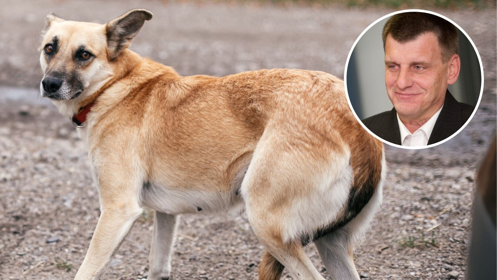 Mis vahe on koera õpetamisel ja väärkohtlemisel? Loomakaitsja ...
