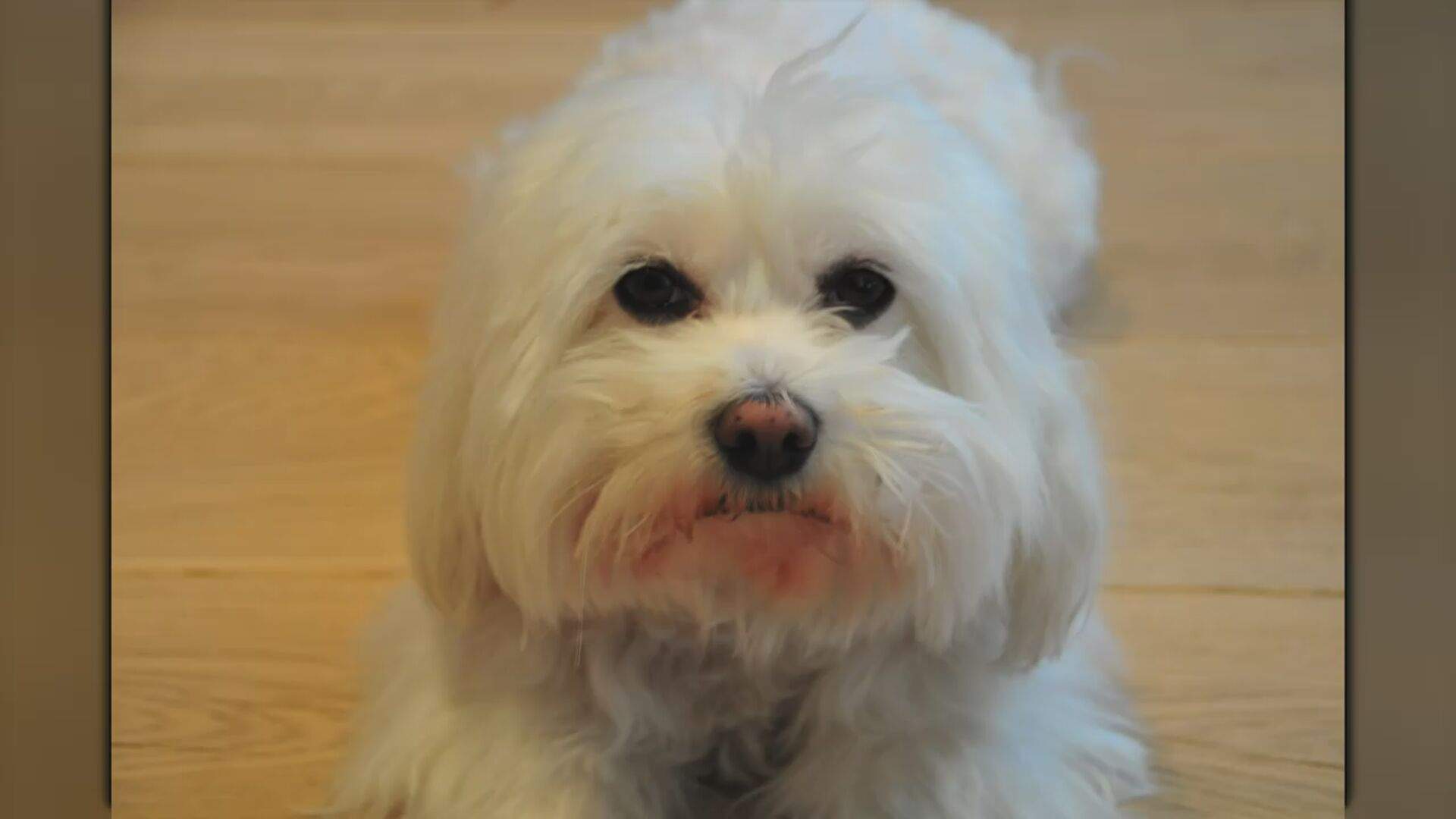 Malta bichon on suurepärane perekoer