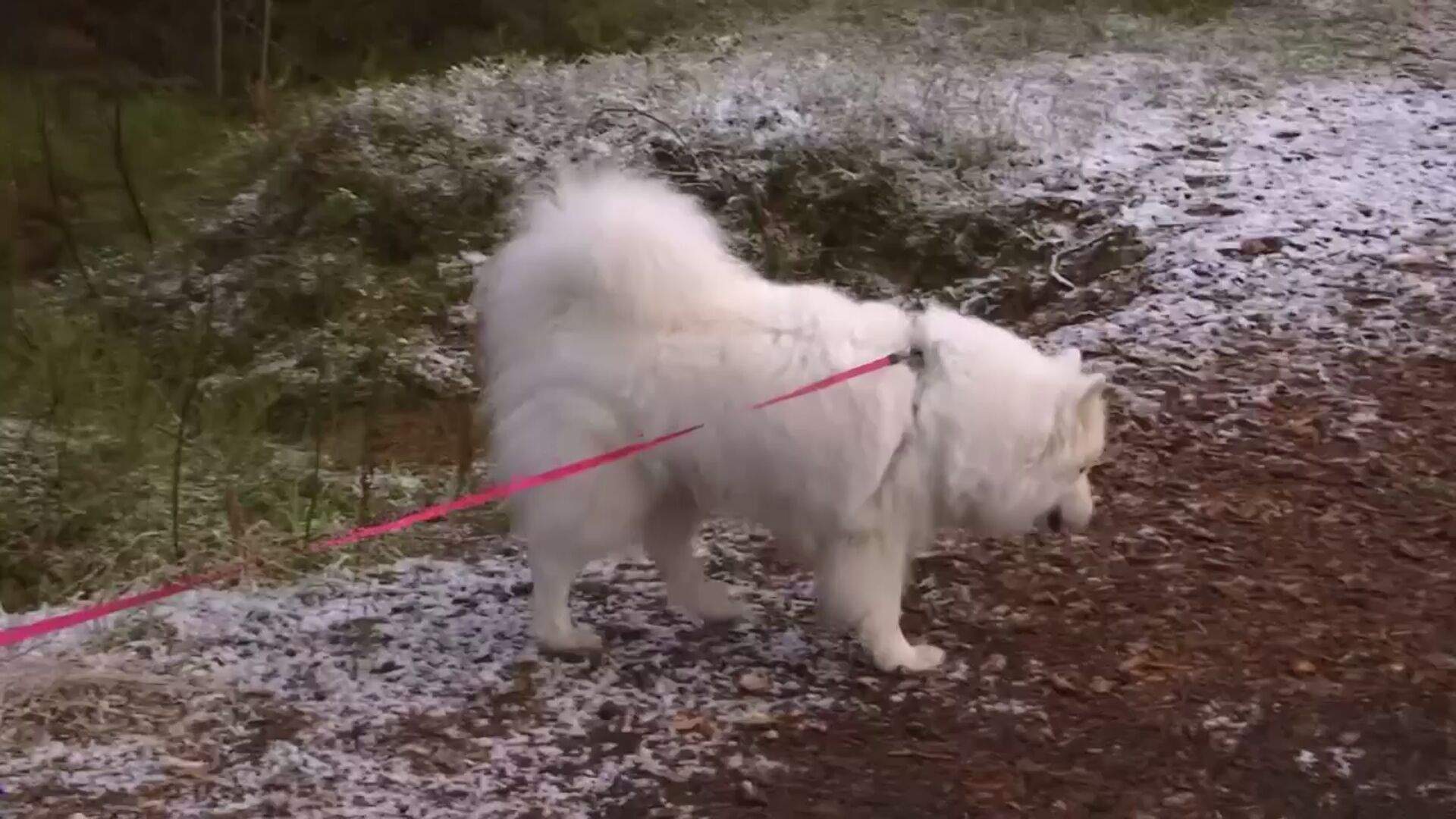 Valge koer, keda rihma otsas lahti lasta ei maksa